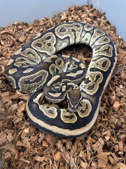 Black Pastel 66% Het Pied Ball Python by Extraordinary Exotics LLC