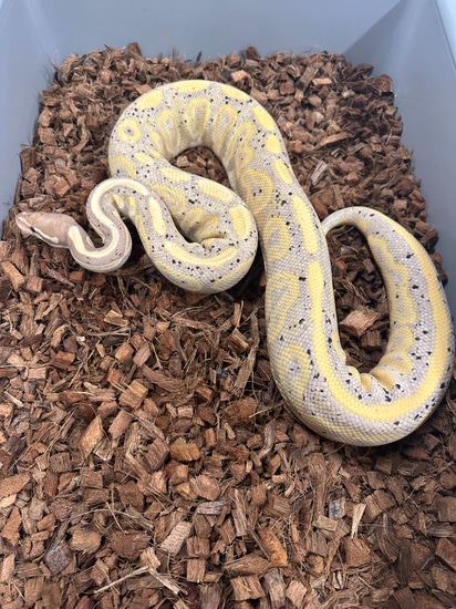 Banana Black Pastel Het Pied Ball Python by Extraordinary Exotics LLC