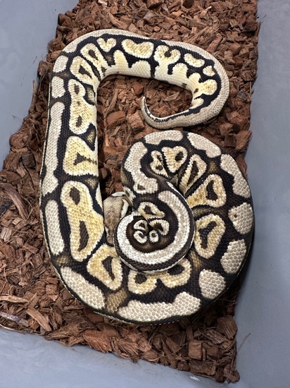 Pastel Spotnose Het Clown Ball Python by Extraordinary Exotics