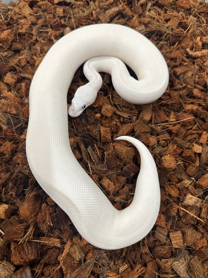 BEL Super Lesser Ball Python by Extraordinary Exotics LLC