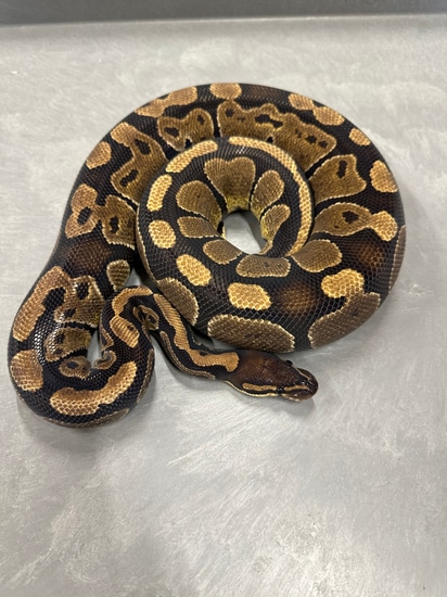 Het Sunset RTB Ball Python by Extraordinary Exotics LLC