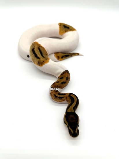 Pied Ball Python by Extraordinary Exotics LLC