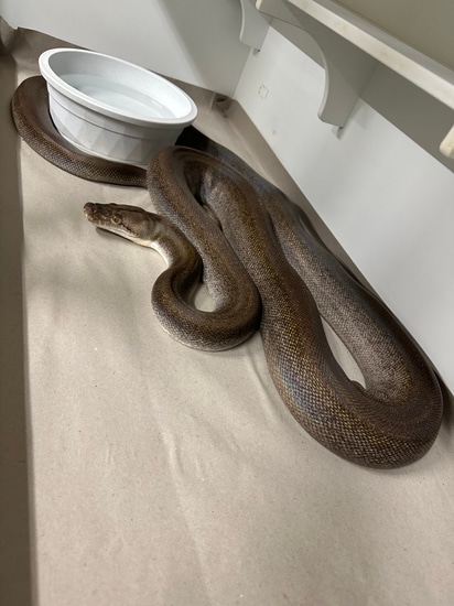 Motley Titanium 66% Het Lavender Reticulated Python by Extraordinary ...