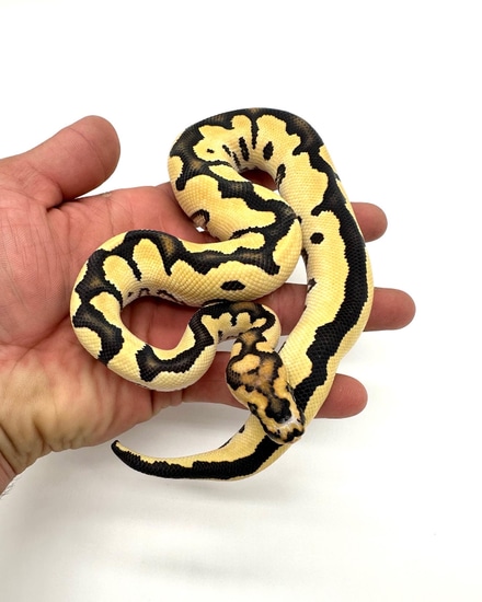 Desert Ghost Clown Ball Python by Extraordinary Exotics LLC