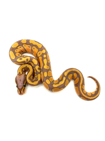 Banana Het Sunset Ball Python by Extraordinary Exotics LLC
