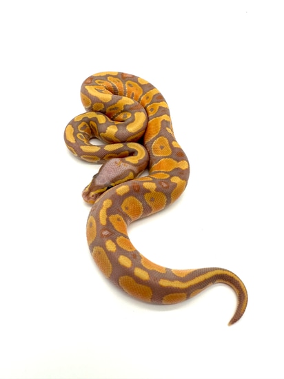 Banana Het Sunset Ball Python by Extraordinary Exotics