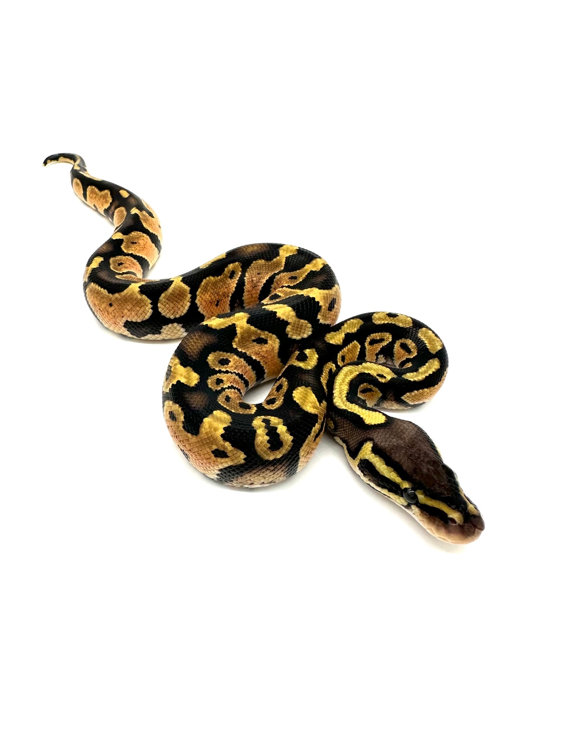 Pastel Het Sunset Ball Python by Extraordinary Exotics LLC - MorphMarket