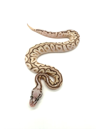 Spider Freeway Ball Python by Extraordinary Exotics LLC