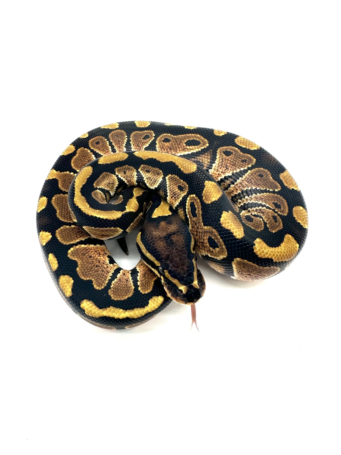 PH Monsoon Ball Python by Extraordinary Exotics LLC - MorphMarket