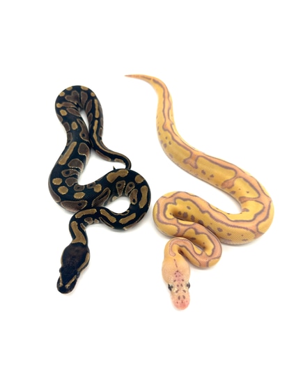 Sunset Clown Pair Ball Python by Extraordinary Exotics