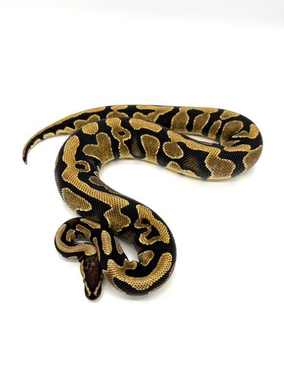 Enchi YB Het Clown Ball Python by Extraordinary Exotics LLC