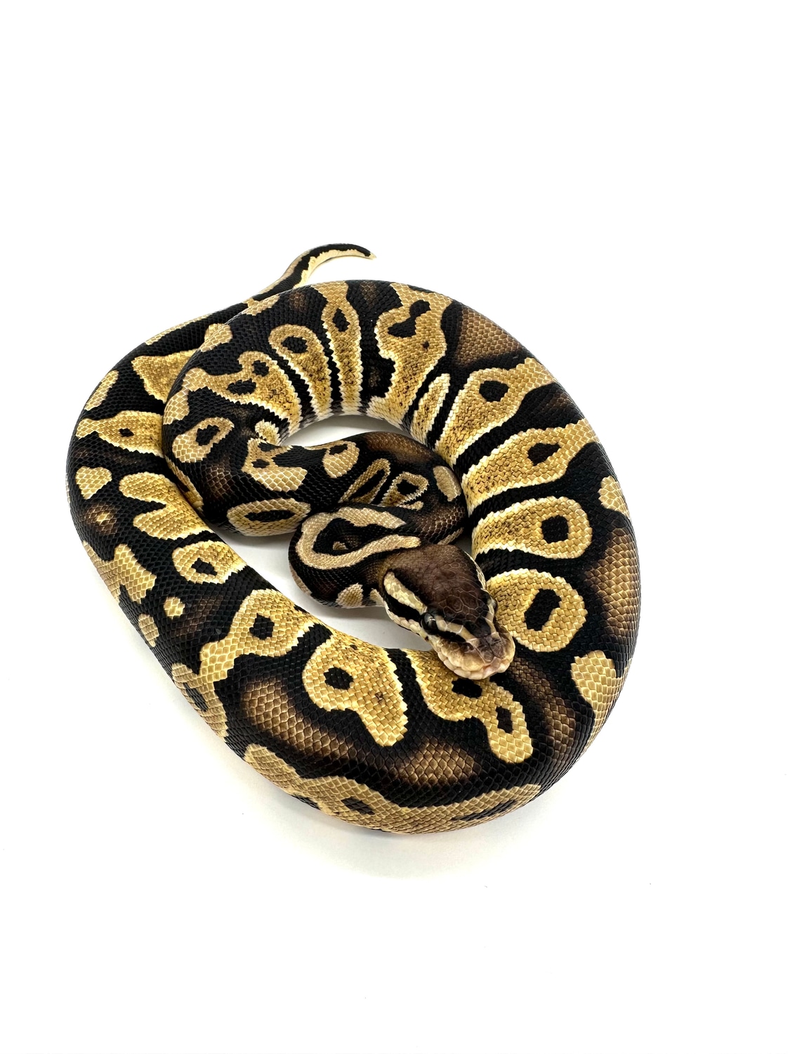 Pastel Chocolate Ball Python by Extraordinary Exotics - MorphMarket