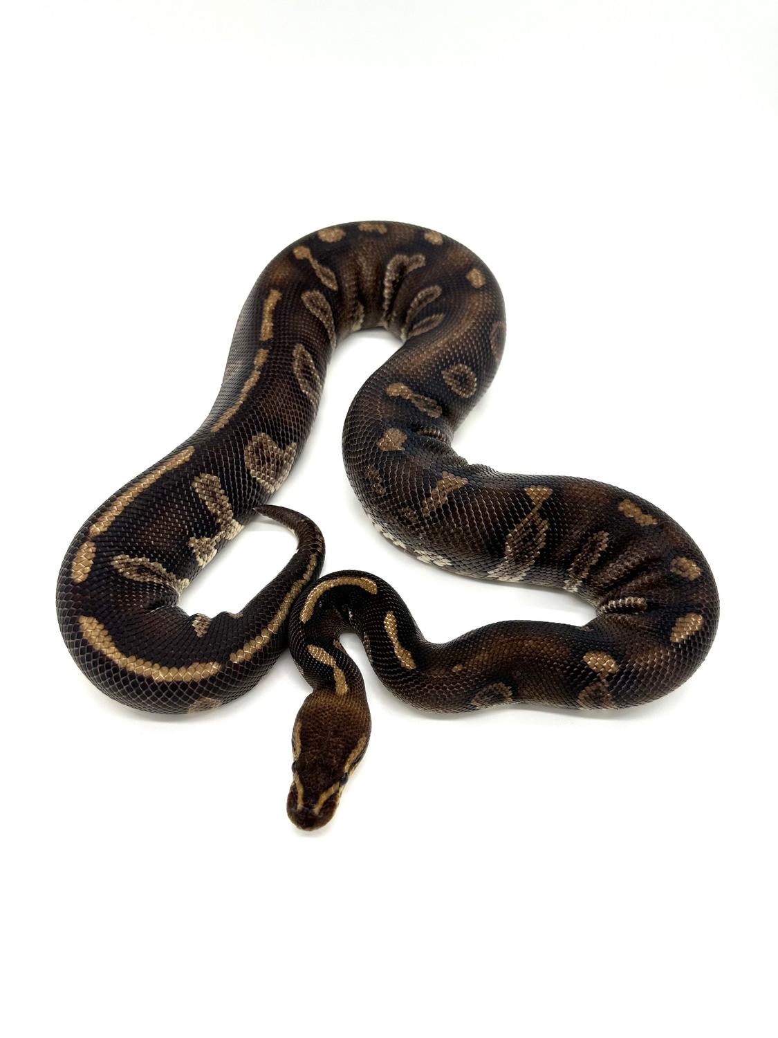 Super Chocolate Ball Python by Extraordinary Exotics LLC - MorphMarket