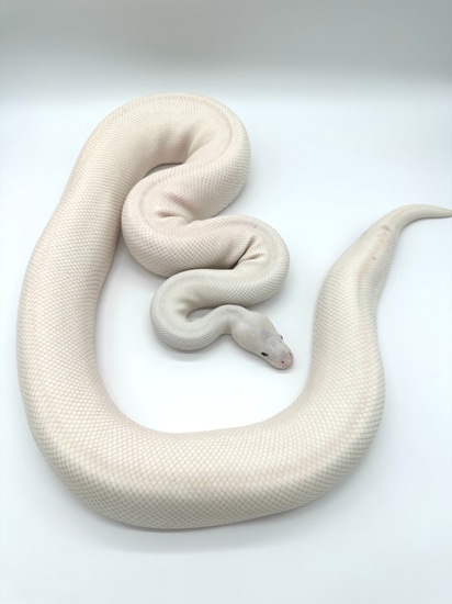 Blue Eyed Lucy Ball Python by Extraordinary Exotics LLC