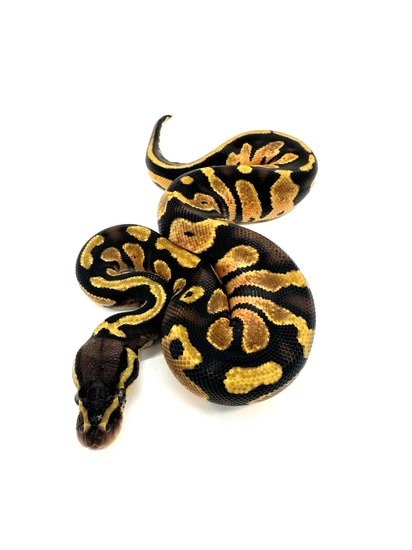 Pastel Double Het Sunset Pied Ball Python by Extraordinary Exotics LLC