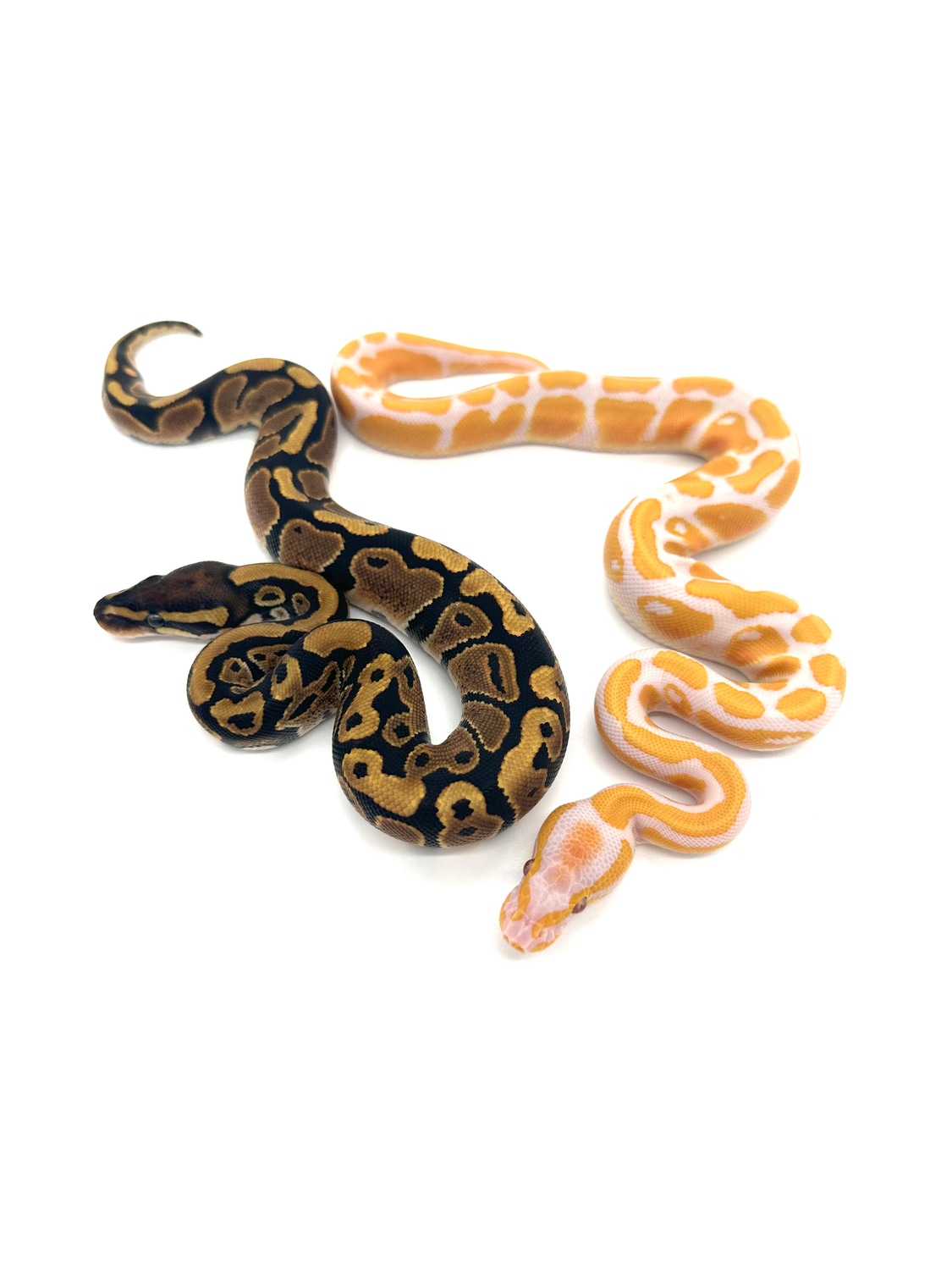 Dreamsicle Maker Pair Ball Python by Extraordinary Exotics LLC ...