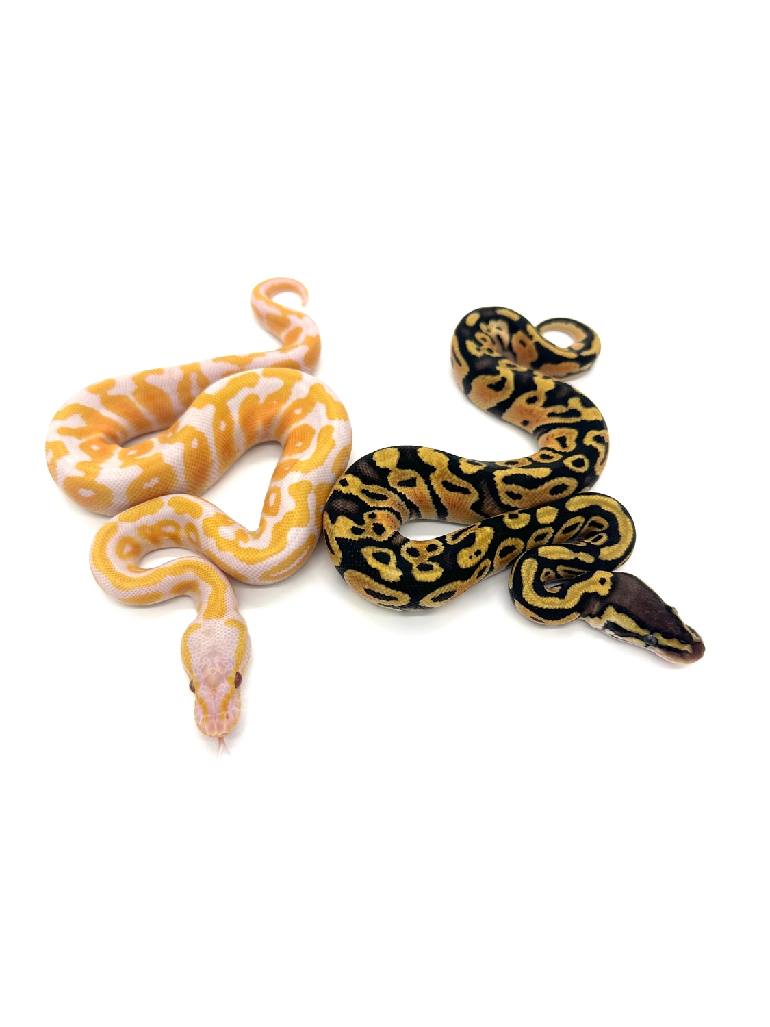 Dreamsicle Maker Pair Ball Python by Extraordinary Exotics LLC ...