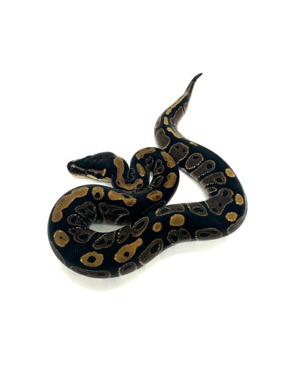 50% Het Sunset & Clown Ball Python by Extraordinary Exotics