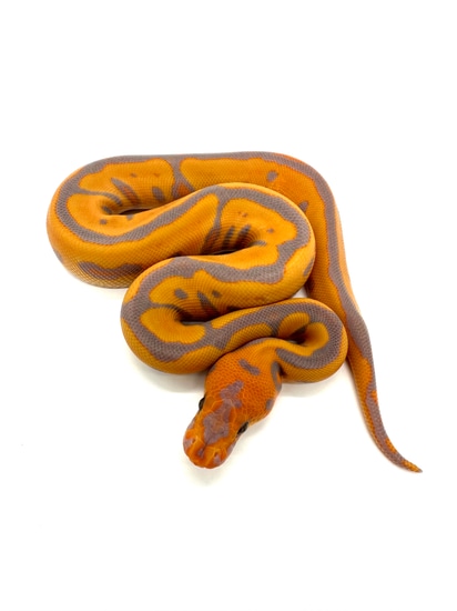 OD Leopard Banana Clown Ball Python by Extraordinary Exotics