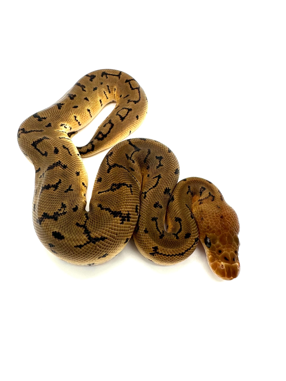 Pinstripe Clown Het DG Ball Python by Extraordinary Exotics LLC ...