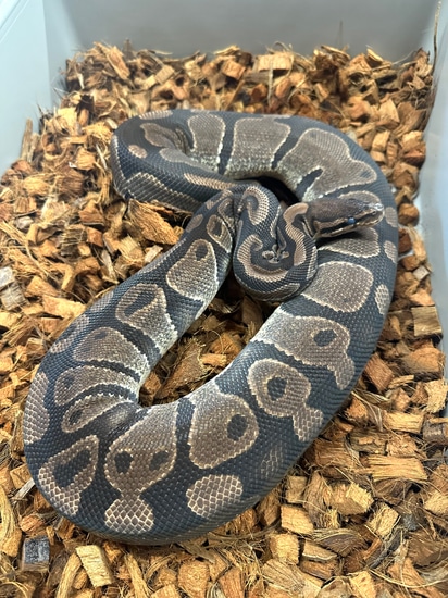 Pos Het Clown Ball Python by Extraordinary Exotics LLC
