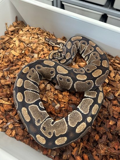 Pos Het Clown Ball Python by Extraordinary Exotics