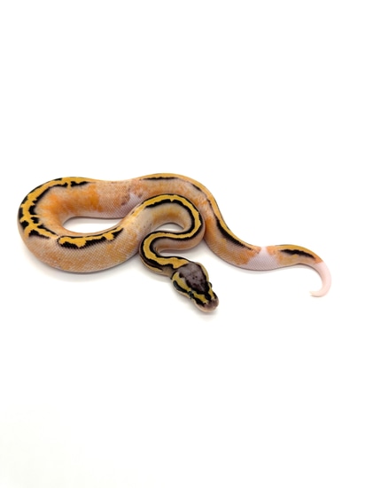 Super Pastel Pied Het Lavender Albino Ball Python by Extraordinary Exotics LLC