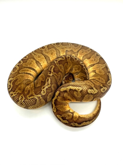 Pastel Sunset Ball Python by Extraordinary Exotics
