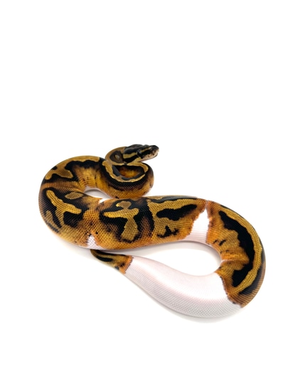 Pied Het DG Ball Python by Extraordinary Exotics LLC