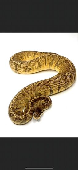 RTB Sunset Pair Ball Python by Extraordinary Exotics