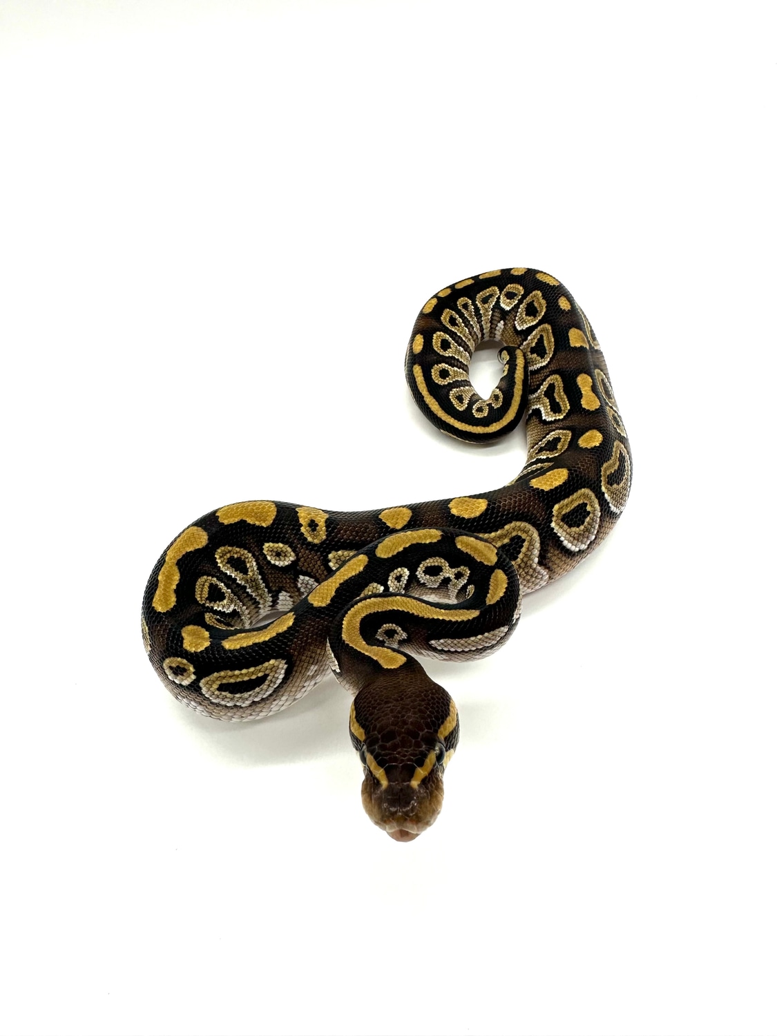 Mojave PH Monsoon Ball Python by Extraordinary Exotics LLC - MorphMarket
