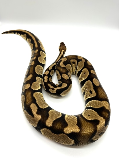 Pastel Het Dreamsicle Ball Python by Extraordinary Exotics LLC