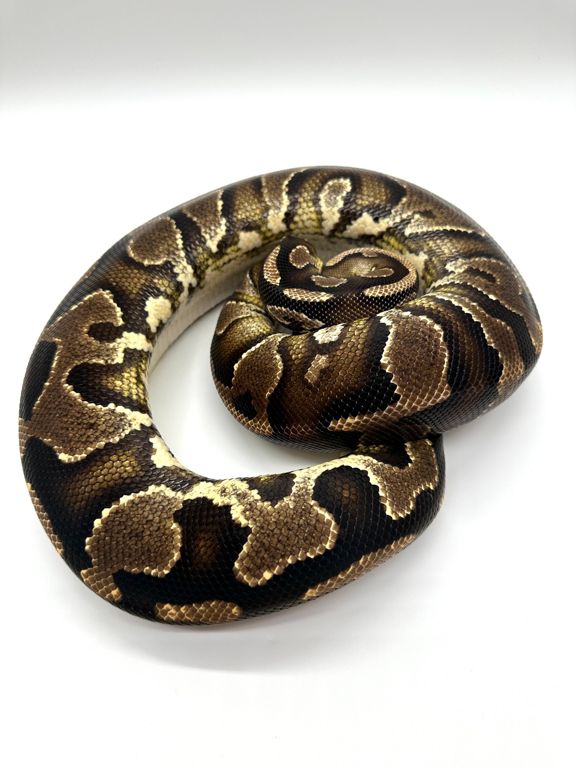 YB Het Pied Ball Python by Extraordinary Exotics LLC - MorphMarket