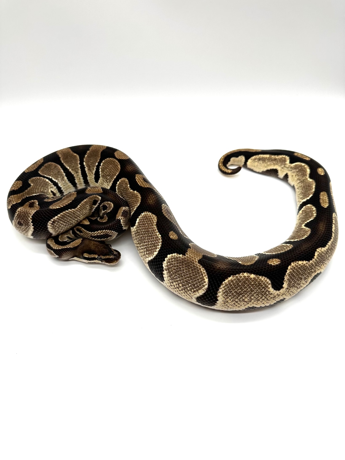 OD Het Pied Ball Python by Extraordinary Exotics LLC - MorphMarket