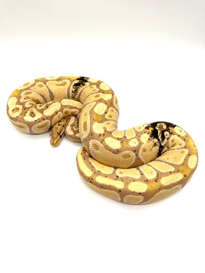 Paradox Banana Ball Python by Extraordinary Exotics LLC