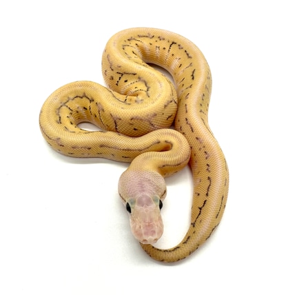 Pastel VPI Axanthic DG Ball Python by Extraordinary Exotics LLC ...