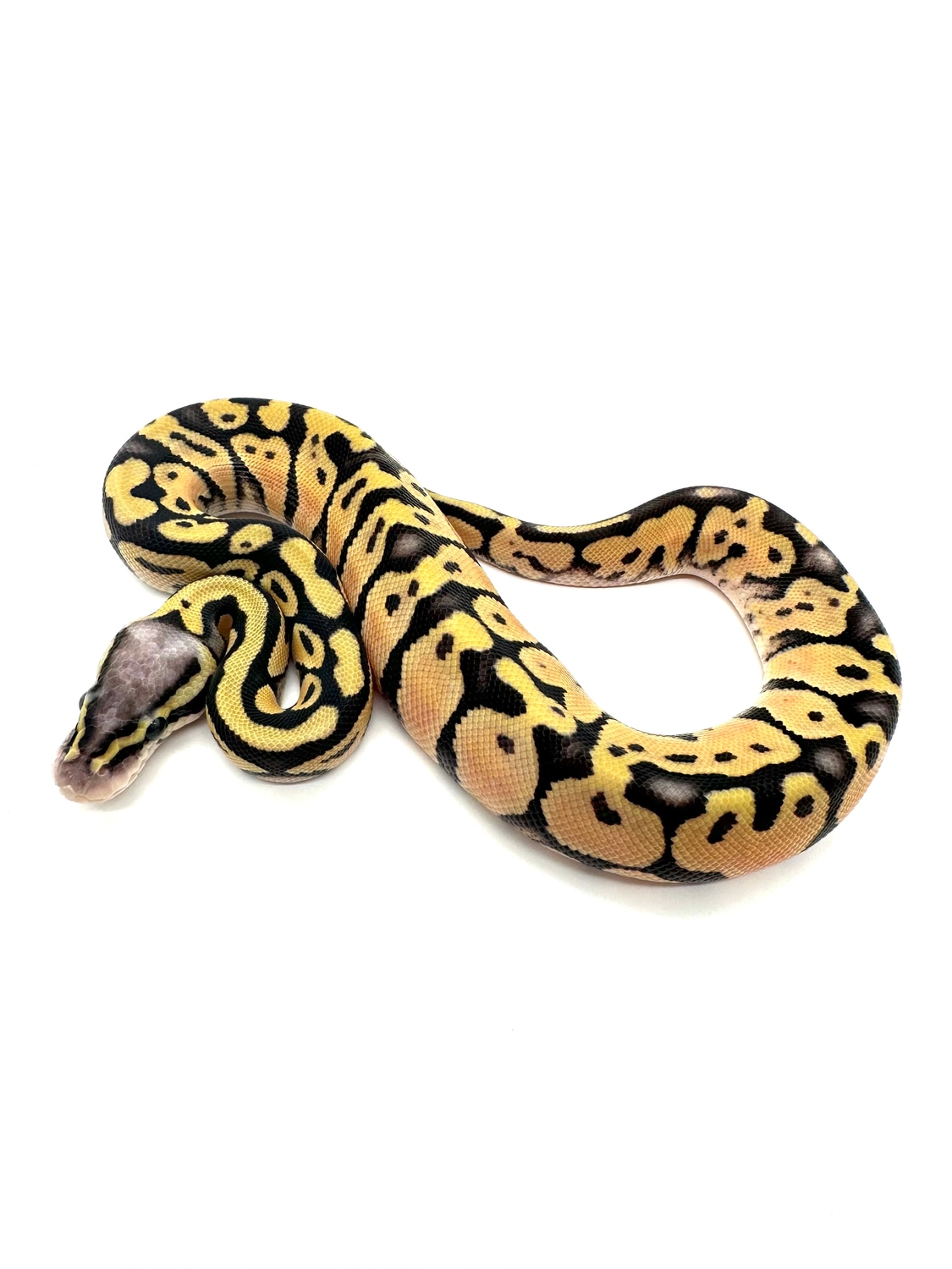 Pastel DG 50% Het Cryptic/Clown Ball Python by Extraordinary Exotics ...