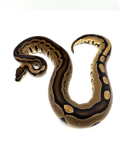 RTB Tristripe Axanthic Group Ball Python by Extraordinary Exotics LLC