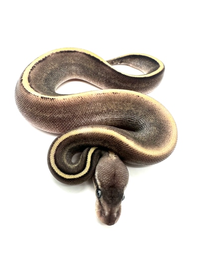 GHI Mojave Mahogany Pastel Het Pied Ball Python by Extraordinary Exotics