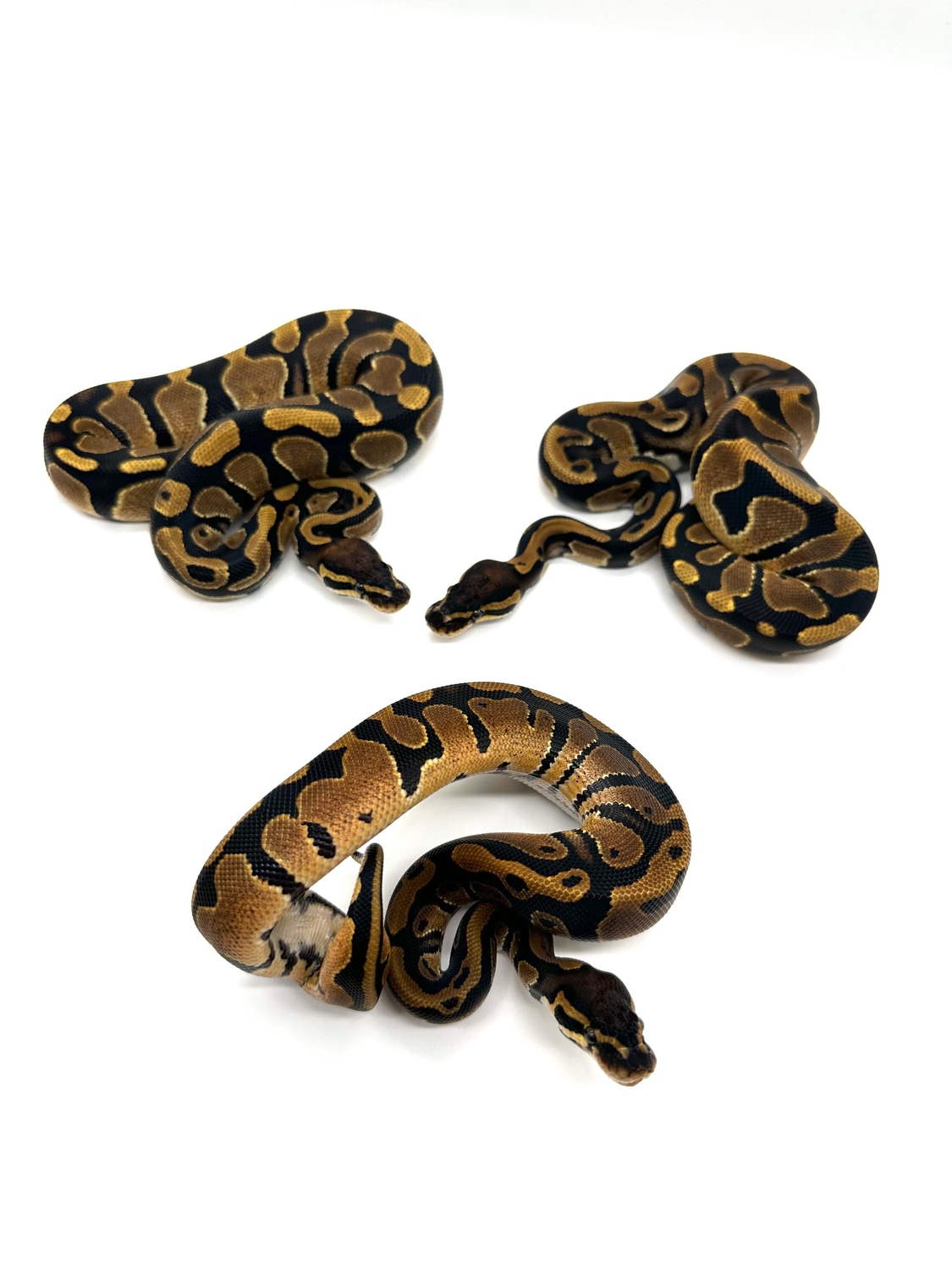 DH Sunset Pied Trio Ball Python by Extraordinary Exotics LLC - MorphMarket