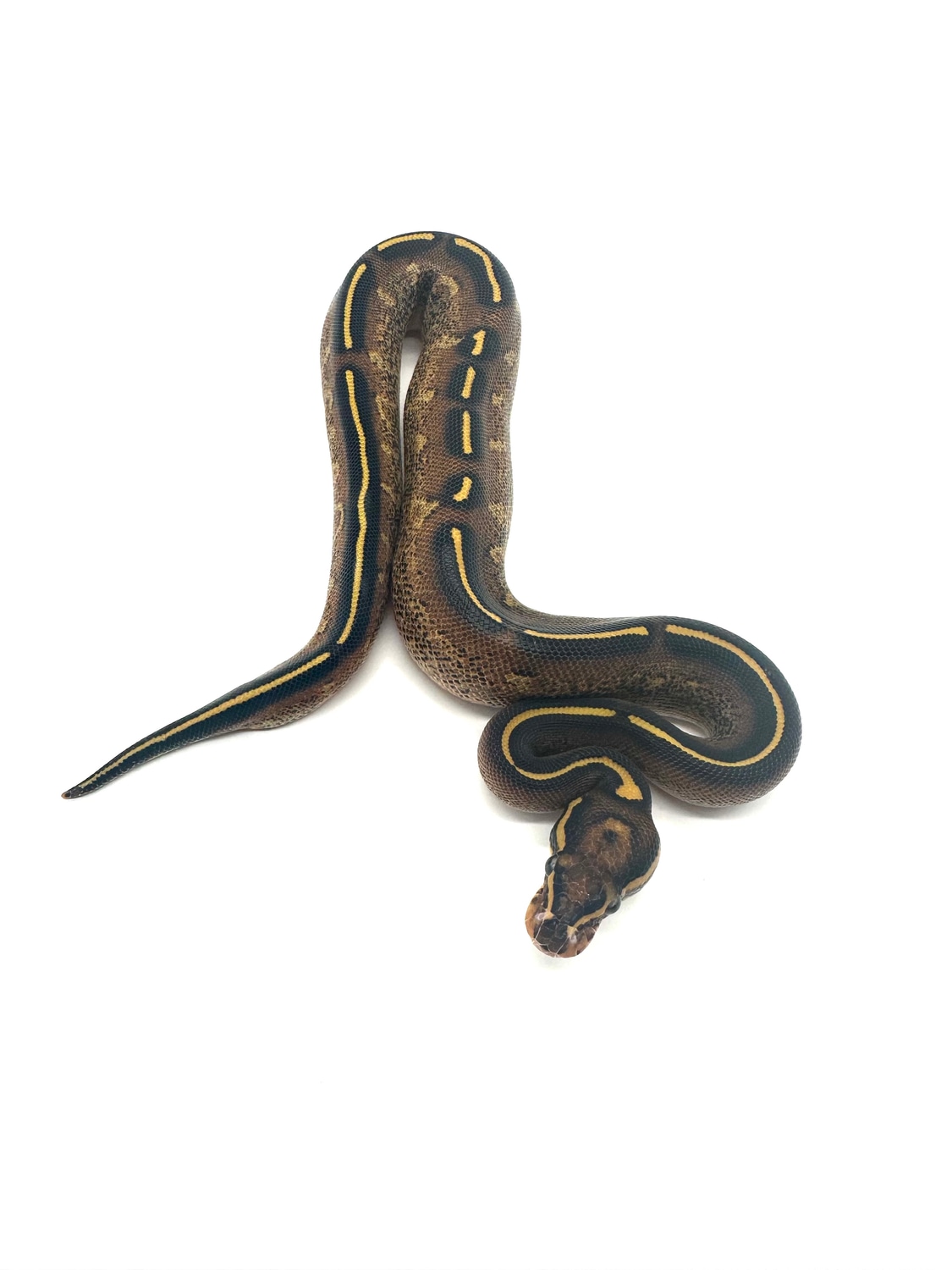 Freeway Ball Python by Extraordinary Exotics LLC - MorphMarket