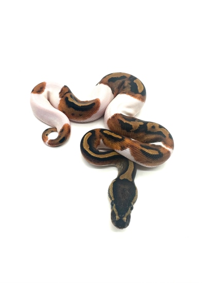 Pied Het Lavender Ball Python by Extraordinary Exotics LLC