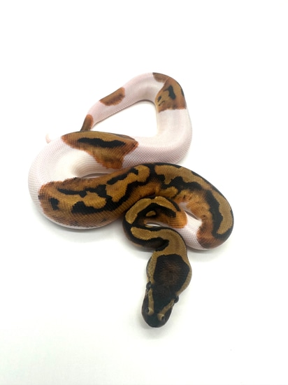 (Leopard) Pied Het Clown & Lavender Ball Python by Extraordinary Exotics LLC