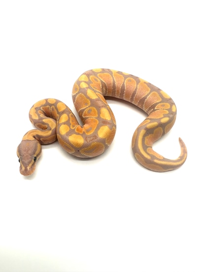 Banana Het Clown Ball Python by Extraordinary Exotics LLC