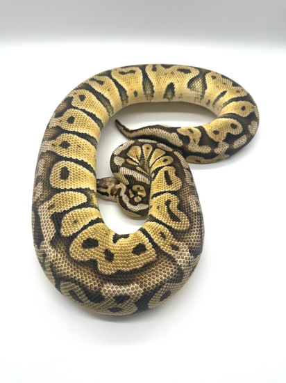 Superfly DH DG Clown Ball Python by Extraordinary Exotics LLC