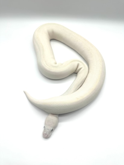 Super Lesser BEL Ball Python by Extraordinary Exotics LLC
