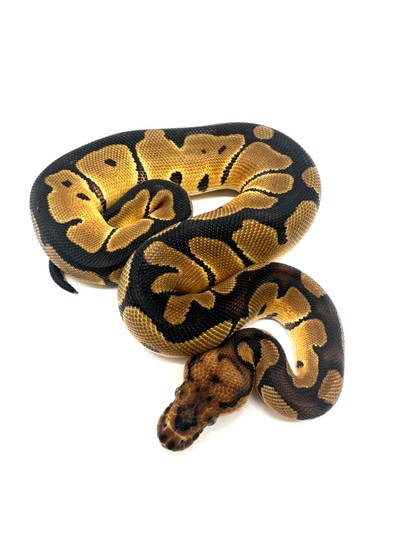 Clown Het DG Ball Python by Extraordinary Exotics