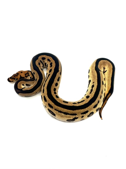 OD Leopard Clown 66% Het Pied Ball Python by Extraordinary Exotics