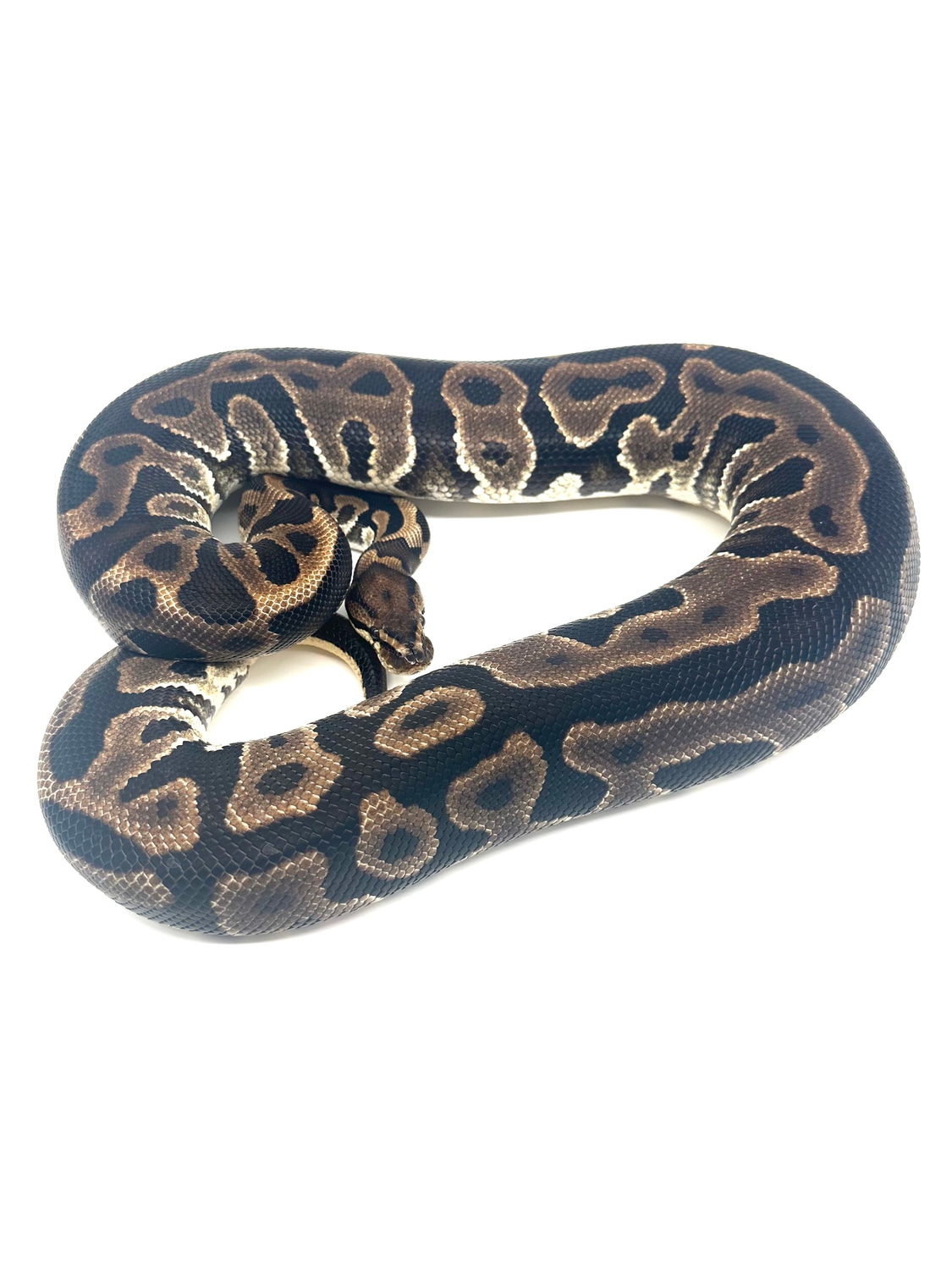 Leopard DH Clown Pied Ball Python by Extraordinary Exotics LLC ...