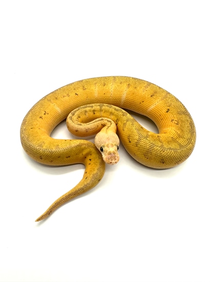 Lemonblast Fire Clown Het DG Ball Python by Extraordinary Exotics